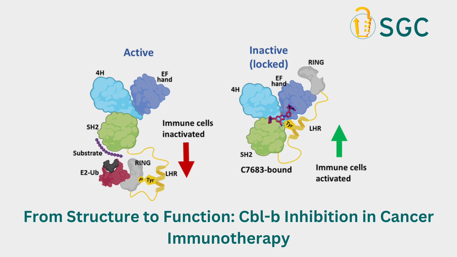 From Structure to Function: Cbl-b Inhibition in Cancer Immunotherapy | Structural Genomics ...